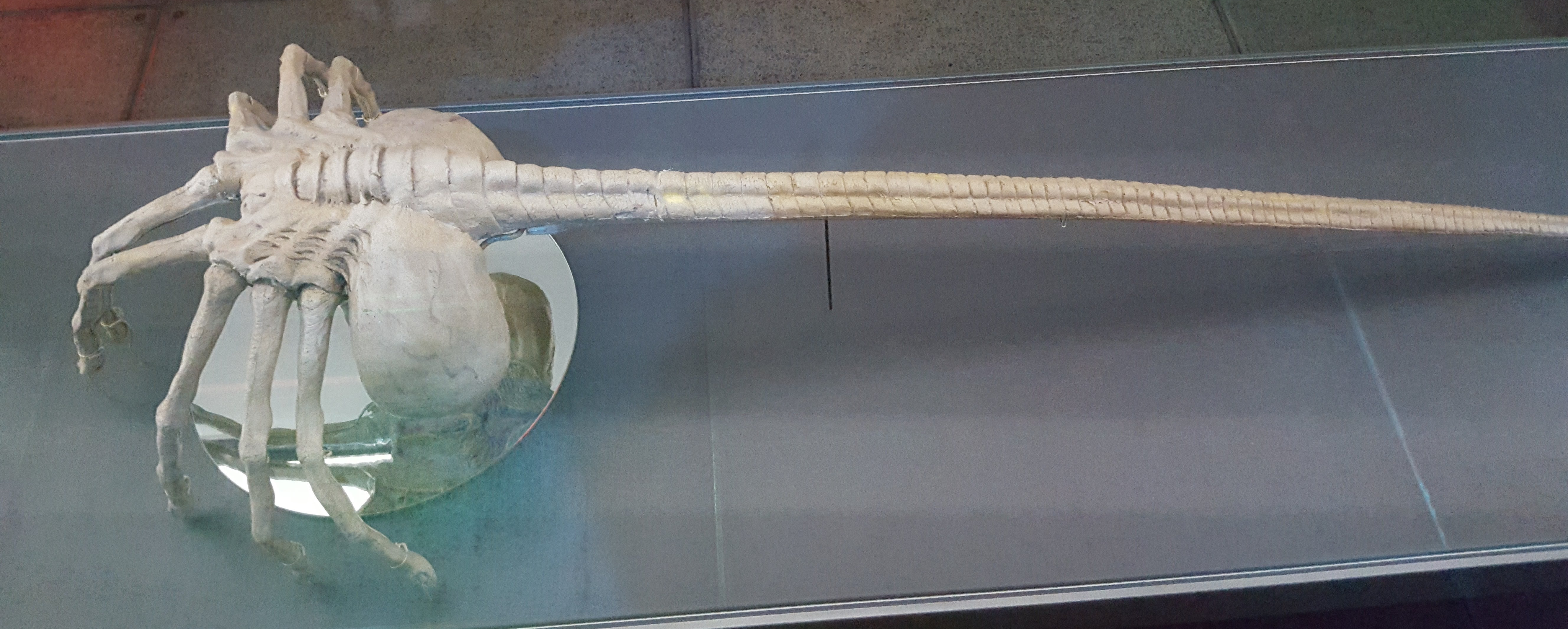 Fear Flashbacks! – An original “facehugger” from the ALIEN films ...